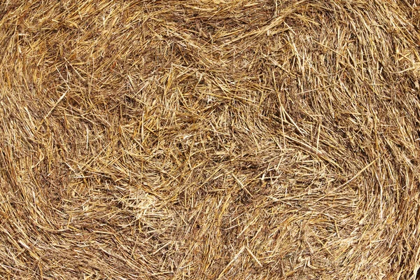 Hay texture Stock Photos, Royalty Free Hay texture Images | Depositphotos