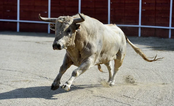 Angry bull Stock Photos, Royalty Free Angry bull Images | Depositphotos