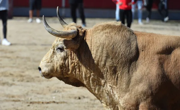 Angry bull Stock Photos, Royalty Free Angry bull Images | Depositphotos