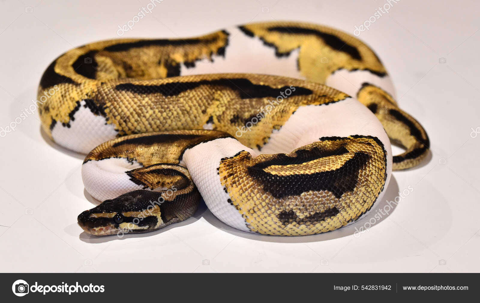 Beautiful Python Regius Snake — Stock Photo © albertoclemares.hotmail ...