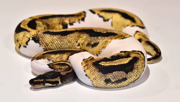 Tutoriel python tortue fotos de stock, imágenes de Tutoriel python ...