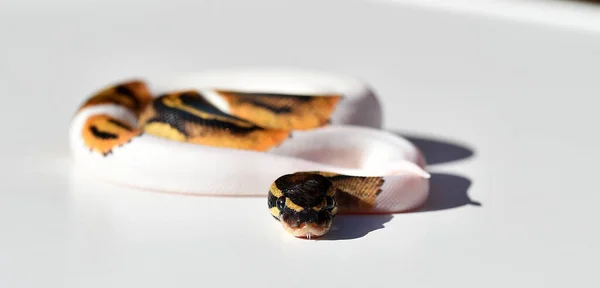 Snake fangs Stock Photos, Royalty Free Snake fangs Images | Depositphotos