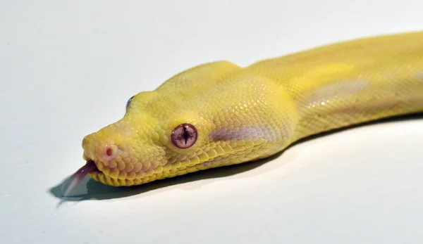 Banana snake Stock Photos, Royalty Free Banana snake Images | Depositphotos