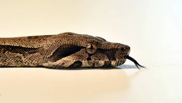Boa constrictor snake skin Stock Photos, Royalty Free Boa constrictor ...