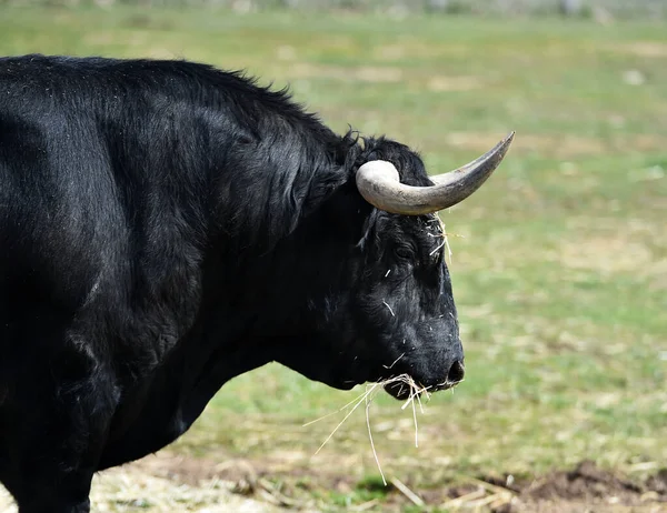 Yak noir Stock Photos, Royalty Free Yak noir Images | Depositphotos