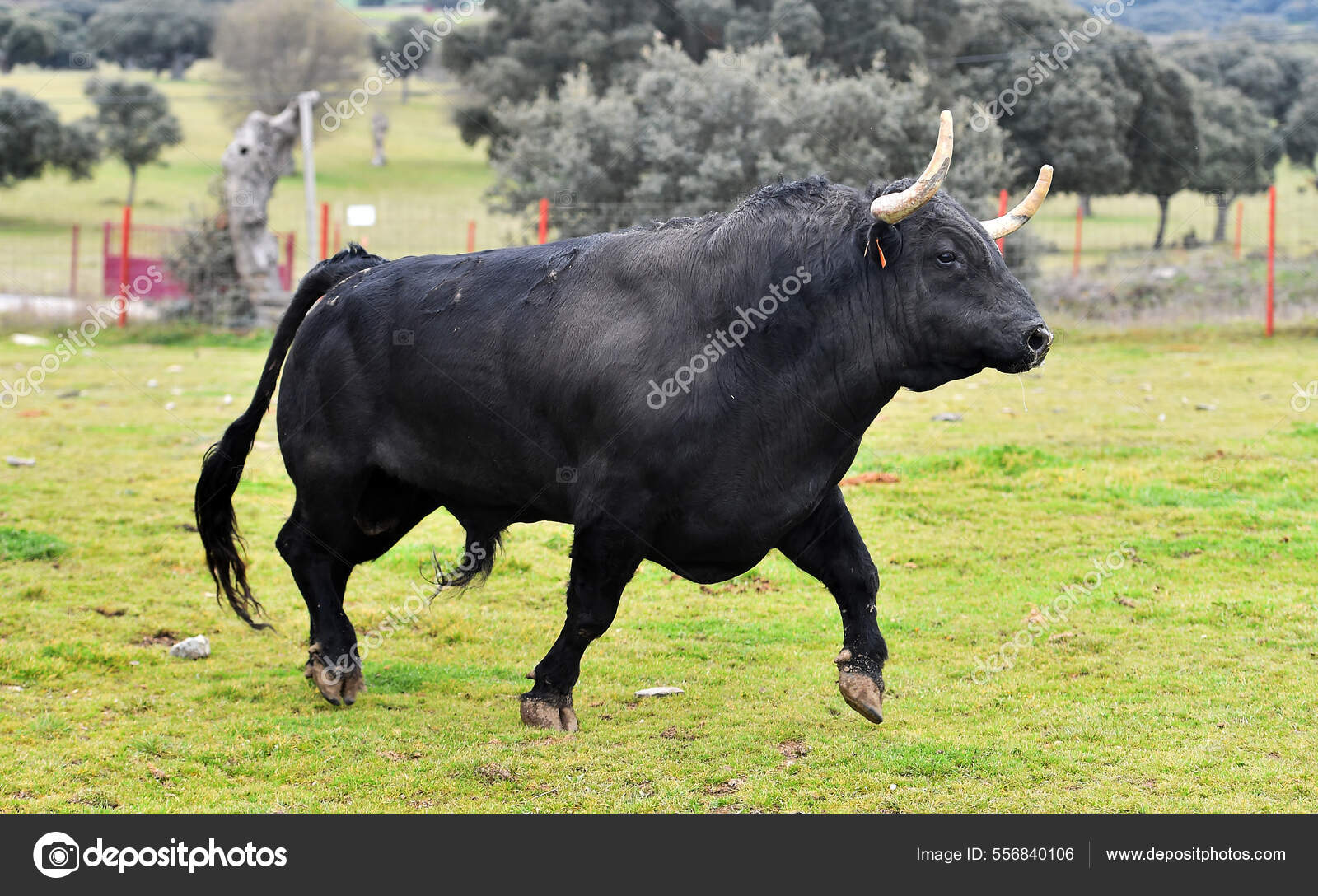 Bull Big Horns Spanish Field — Stock Photo © albertoclemares.hotmail ...