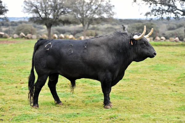 Fotos de Toura de la tete, Imagens de Toura de la tete sem royalties ...