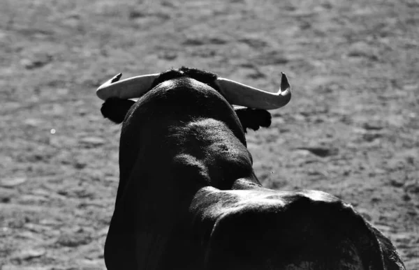 Thinking bull Stock Photos, Royalty Free Thinking bull Images ...