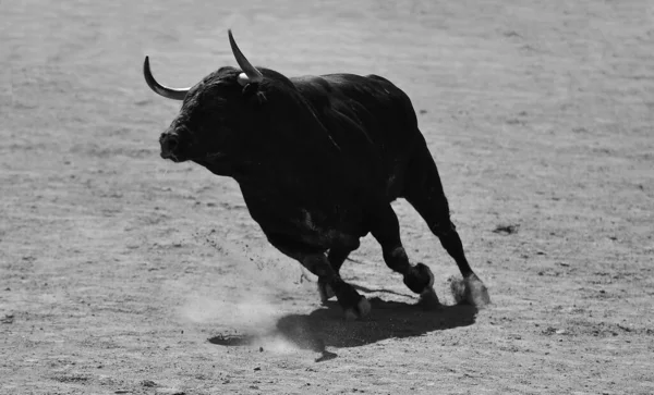 Fotos de Hombre sobre toro, Imagens de Hombre sobre toro sem royalties ...