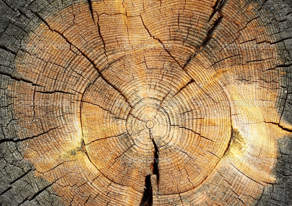 Longitudinal section of a tree trunk — Stock Photo © sanexiz #12298379