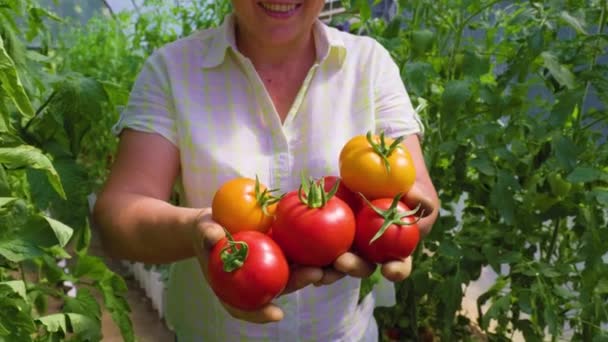 Vidéos pour Planta de tomates, Planta de tomates clips vidéo HD / 4K ...