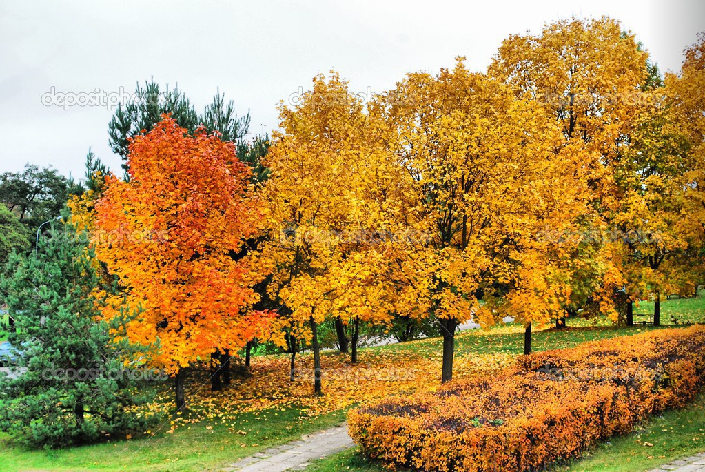fina träd på hösten i staden — Stockfotografi © Bokstaz #42293581