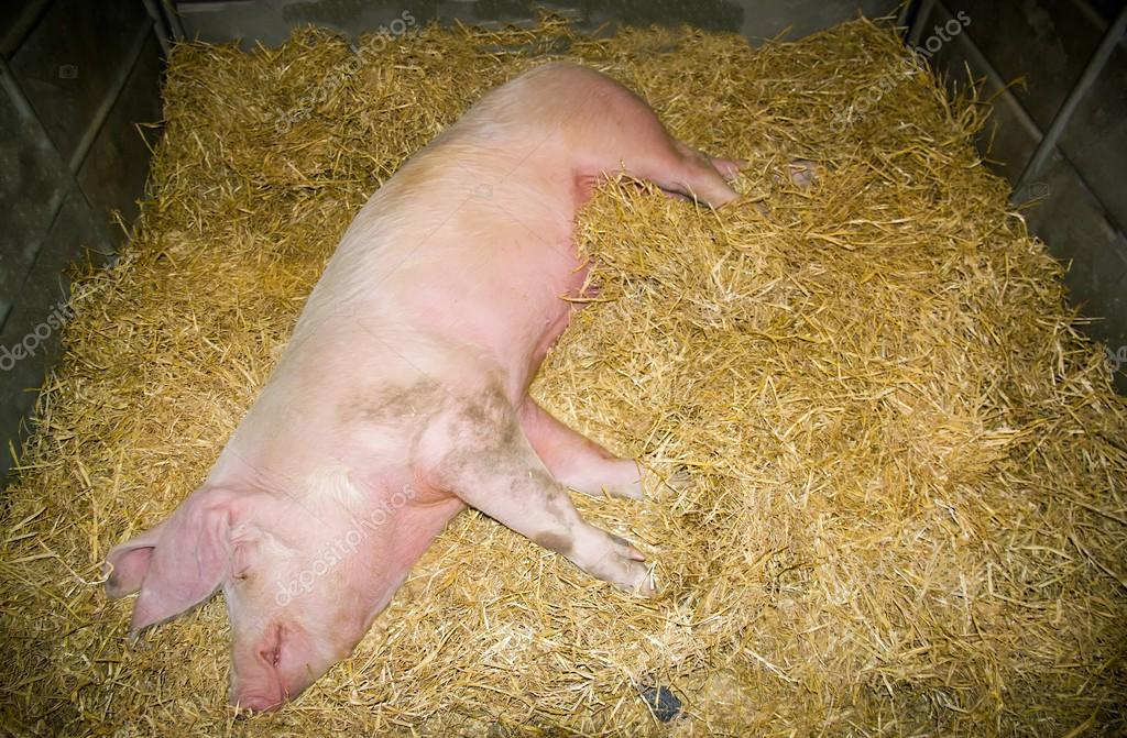 Pig put to sleep on the straw, the full light on the star — Stock Photo ...