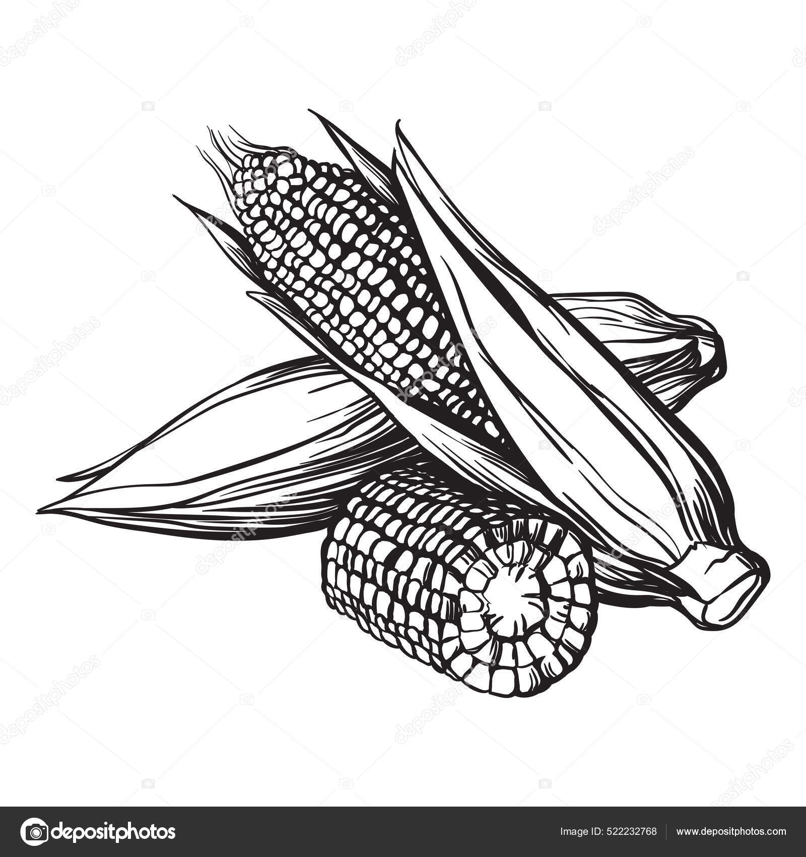 Hand drawn sketch style set of corn vegetable. Corncob with leafs ...