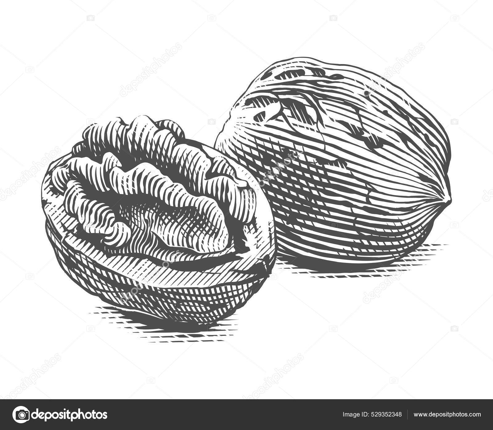 Walnut Hand drawing sketch engraving illustration style Stock ...