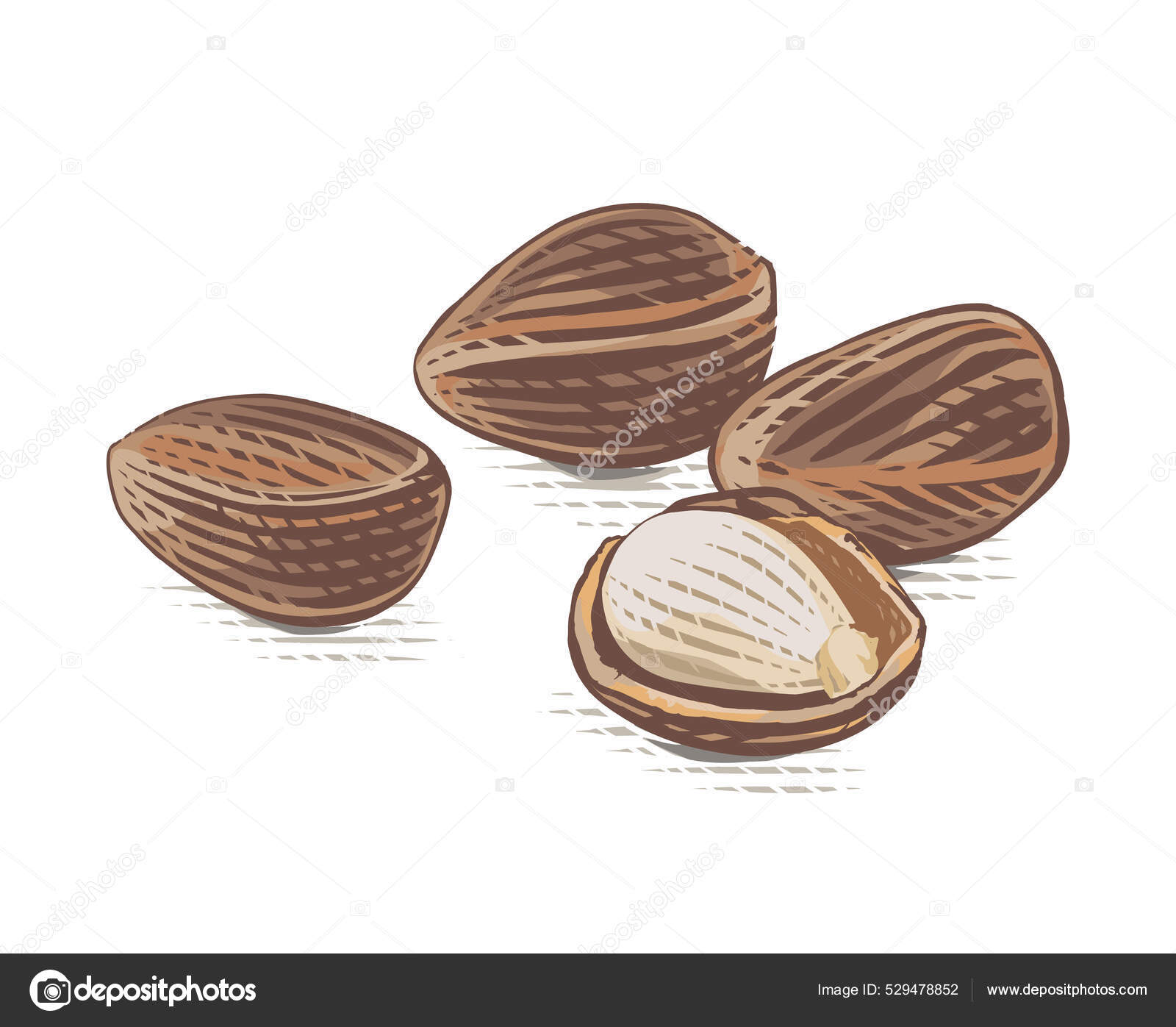 Cedar nut Hand drawing sketch engraving watercolor illustration style ...