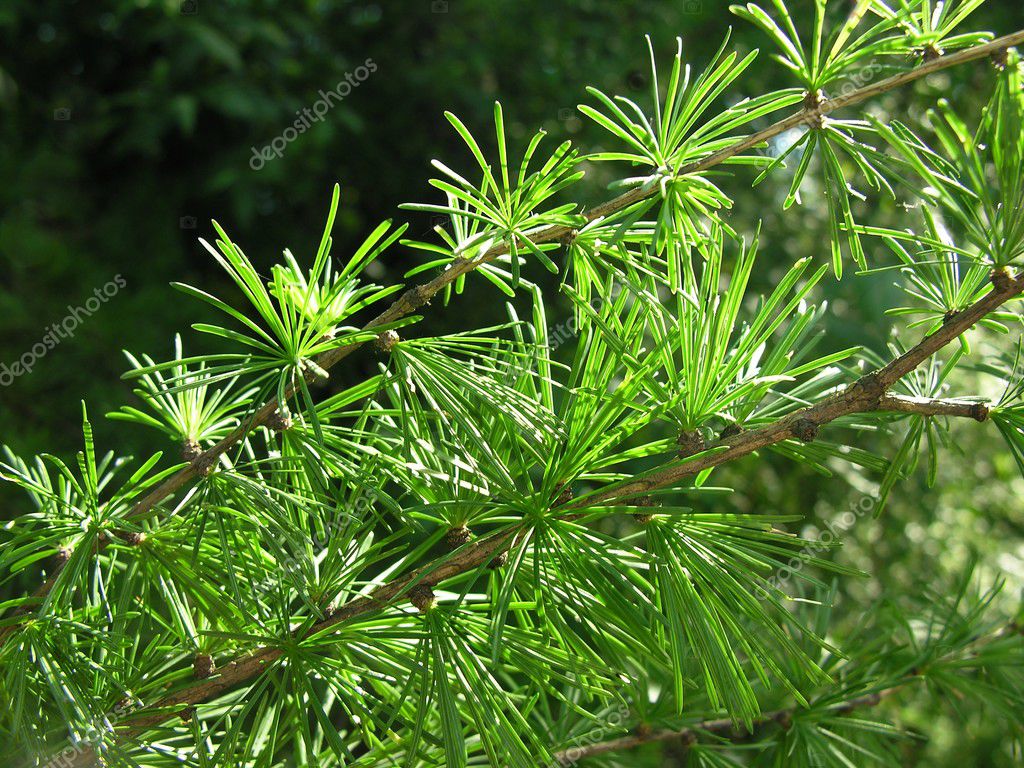 Twigs of larch tree — Stock Photo © Manka #19764203