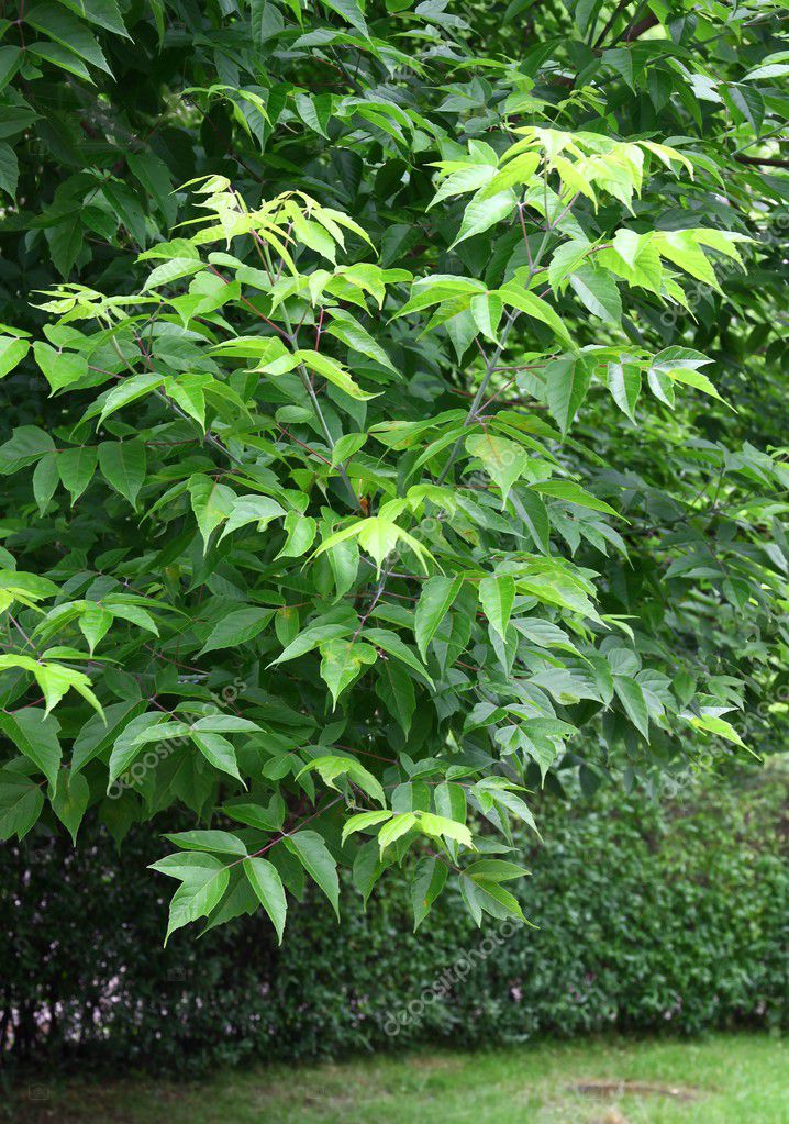 Ash maple tree with green leaves — Stock Photo © Manka #27466317