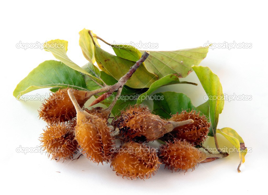 beechmast bruna taggiga nötter av bok träd — Stockfotografi © Manka ...