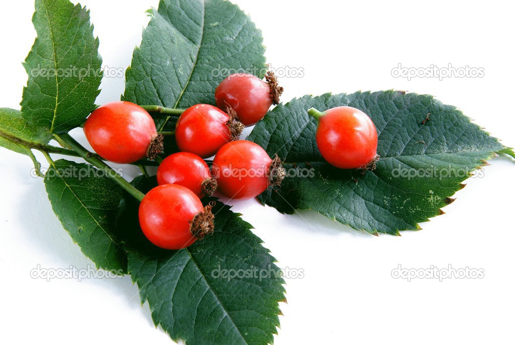 Fruits rouges, mûres de Rosier sauvage à l'automne — Photographie Manka ...