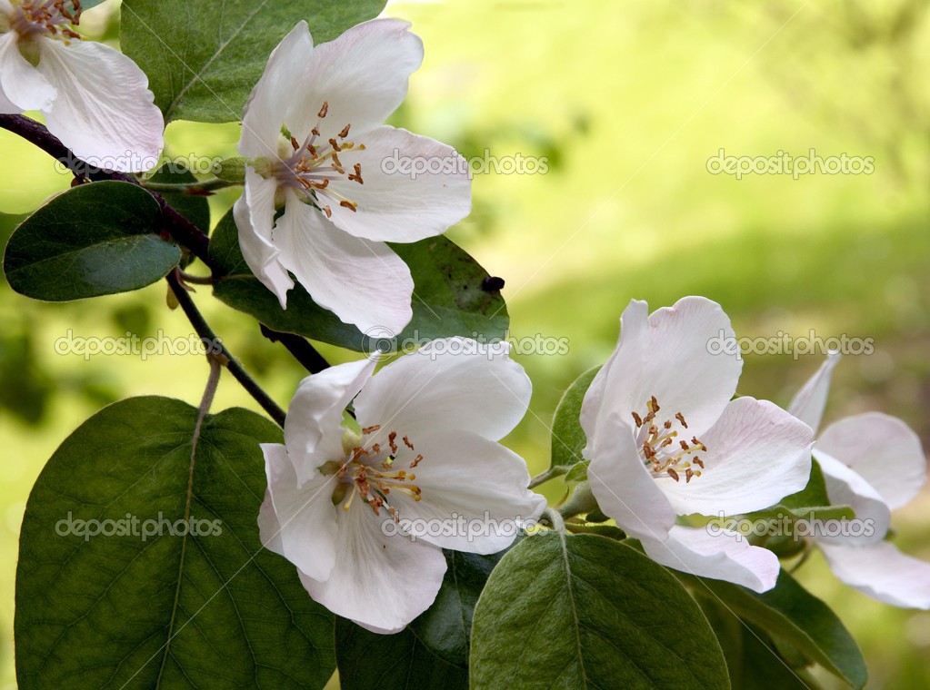 Quince Flower Fruit
