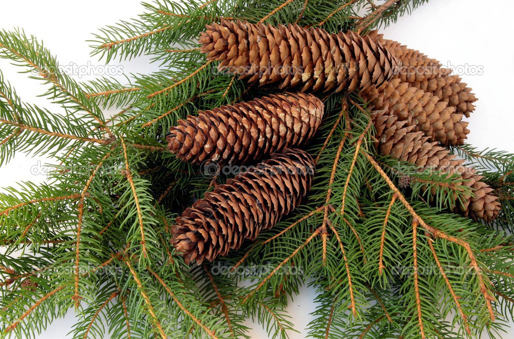 Cones with seeds of spruce tree Stock Photo by ©Manka 46644909