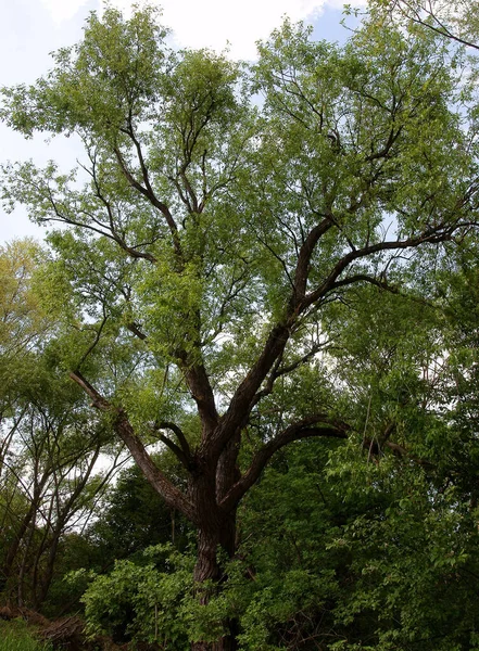 Saddle tree Stock Photos, Royalty Free Saddle tree Images | Depositphotos