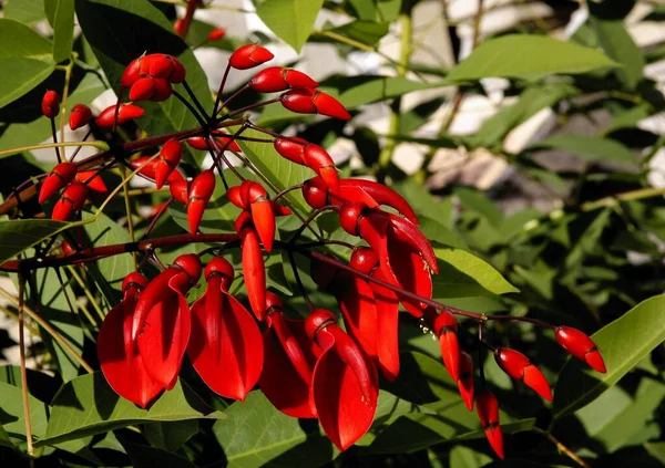 Erythrina crista galli images libres de droit, photos de Erythrina ...