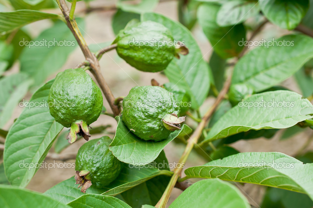 Green guava fruit in garden — Stock Photo © sayhmog #36292351