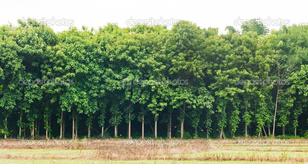 Panorama of teak tree landscape Stock Photo by ©sayhmog 36307453