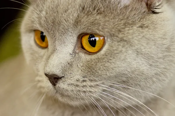 Britannic Stock Photos, Royalty Free Britannic Images | Depositphotos