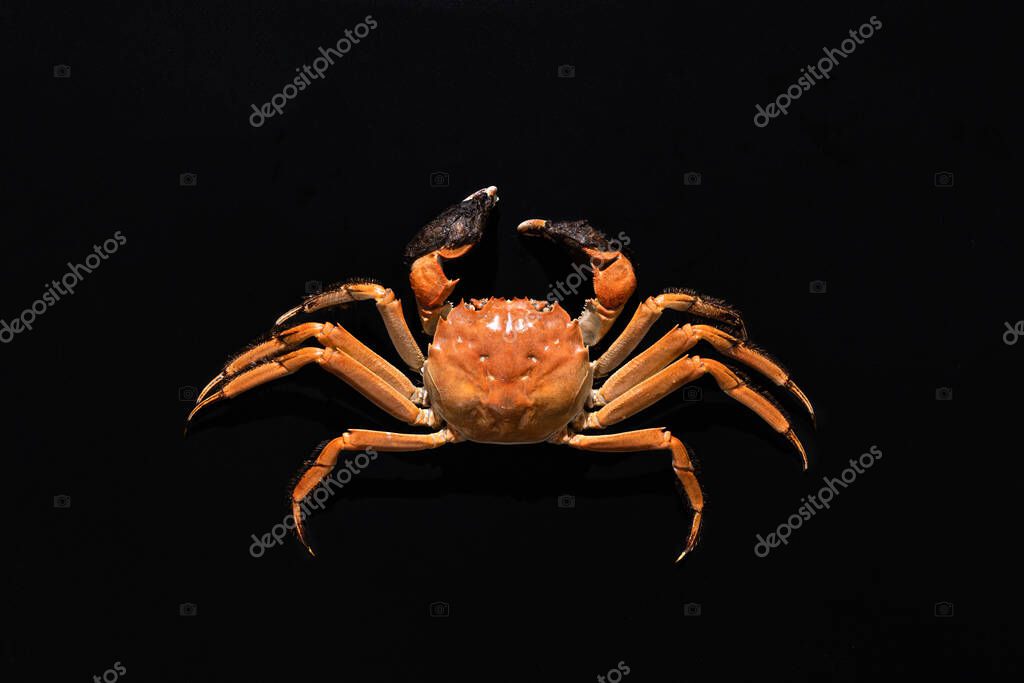 Cangrejo peludo de Shanghái hervido o cangrejo mitón chino (Eriocheir ...