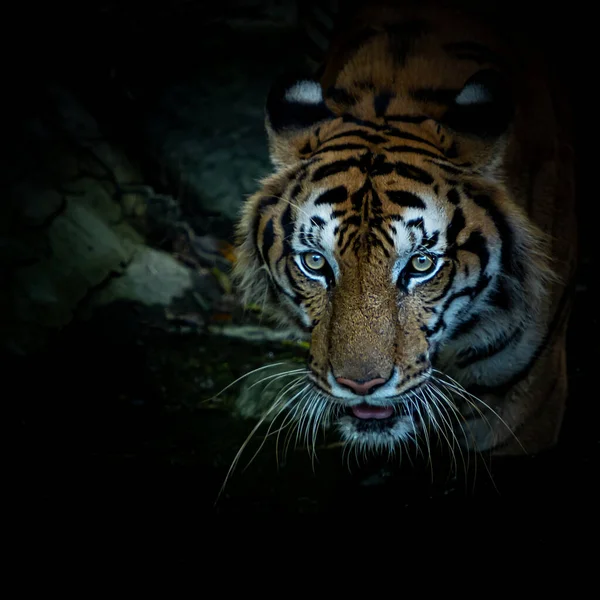 Tiger at night Stock Photos, Royalty Free Tiger at night Images ...