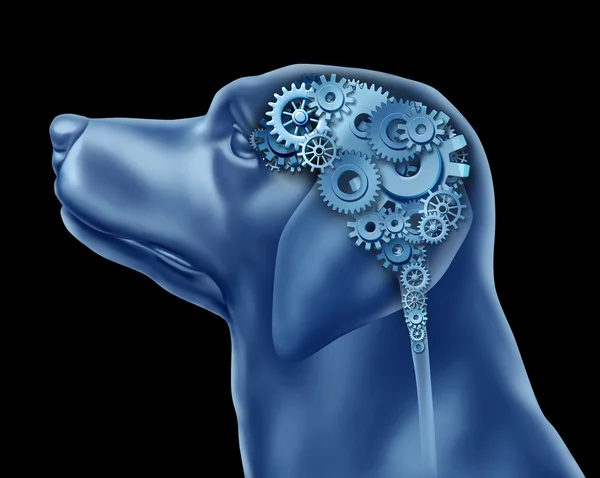 What Dog Has The Largest Brain