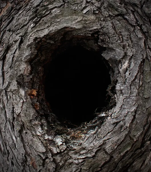 Tree hole Stock Photos, Royalty Free Tree hole Images | Depositphotos