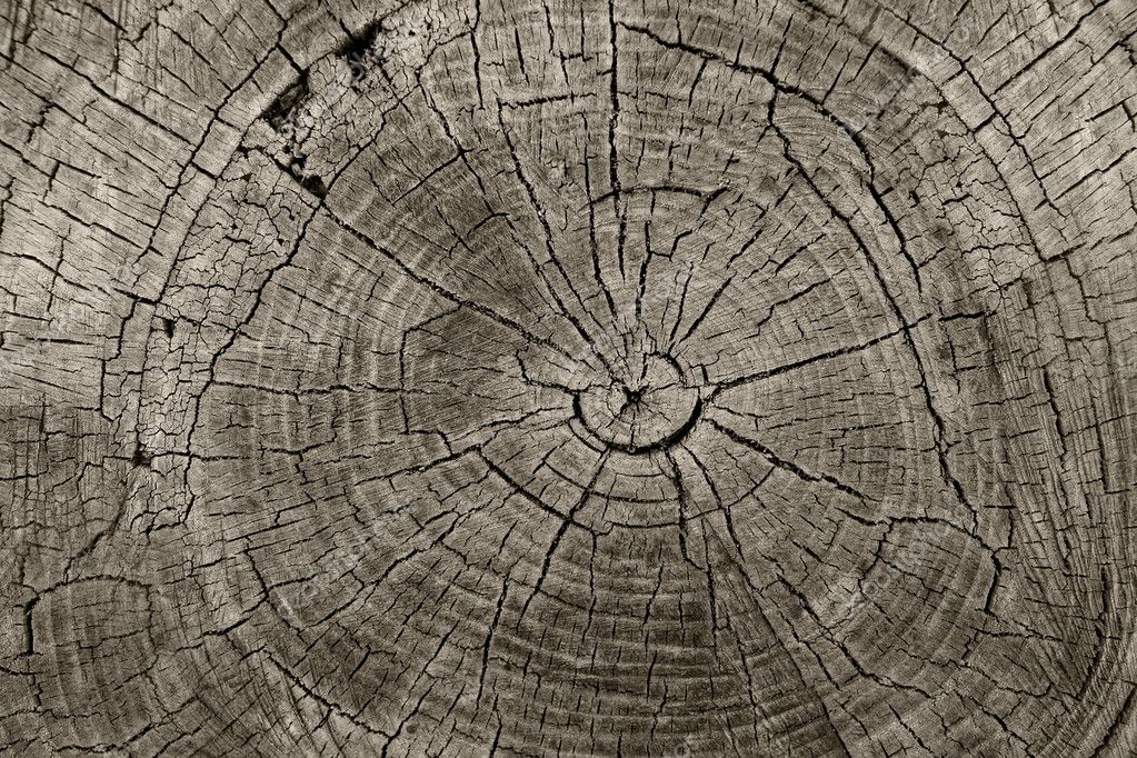 Tree Rings — Stock Photo © lightsource #26556253