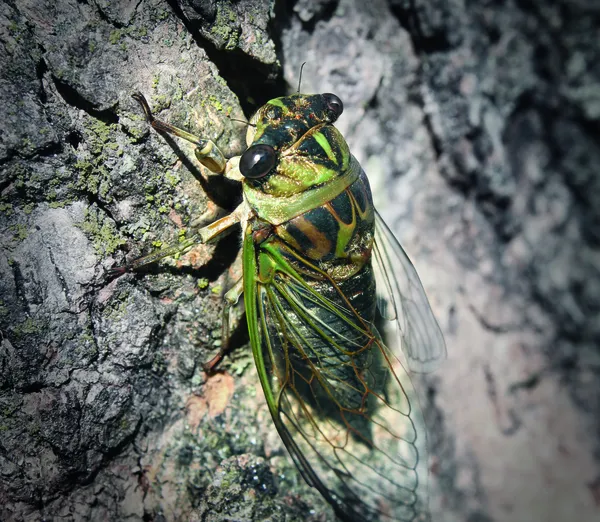 2,941 Cicada Stock Photos, Images | Download Cicada Pictures on ...