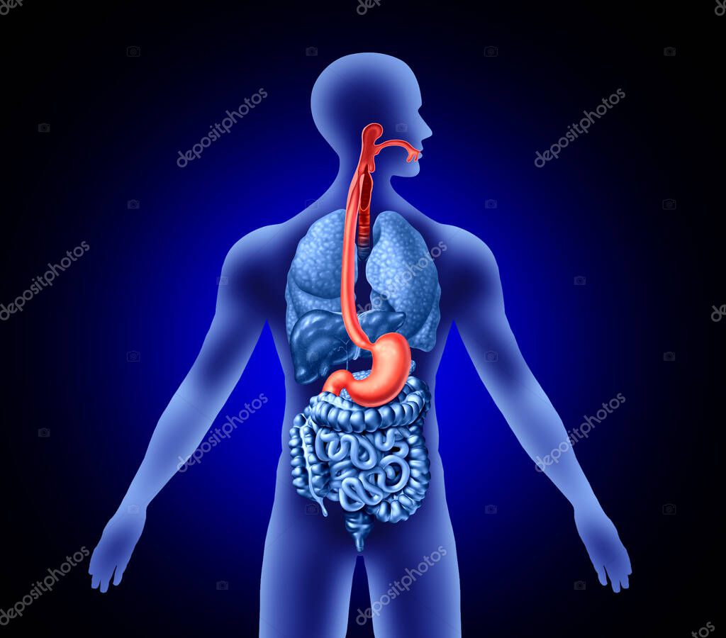 Esófago y el concepto de estómago con la tráquea como un órgano humano que representa tragar o ...