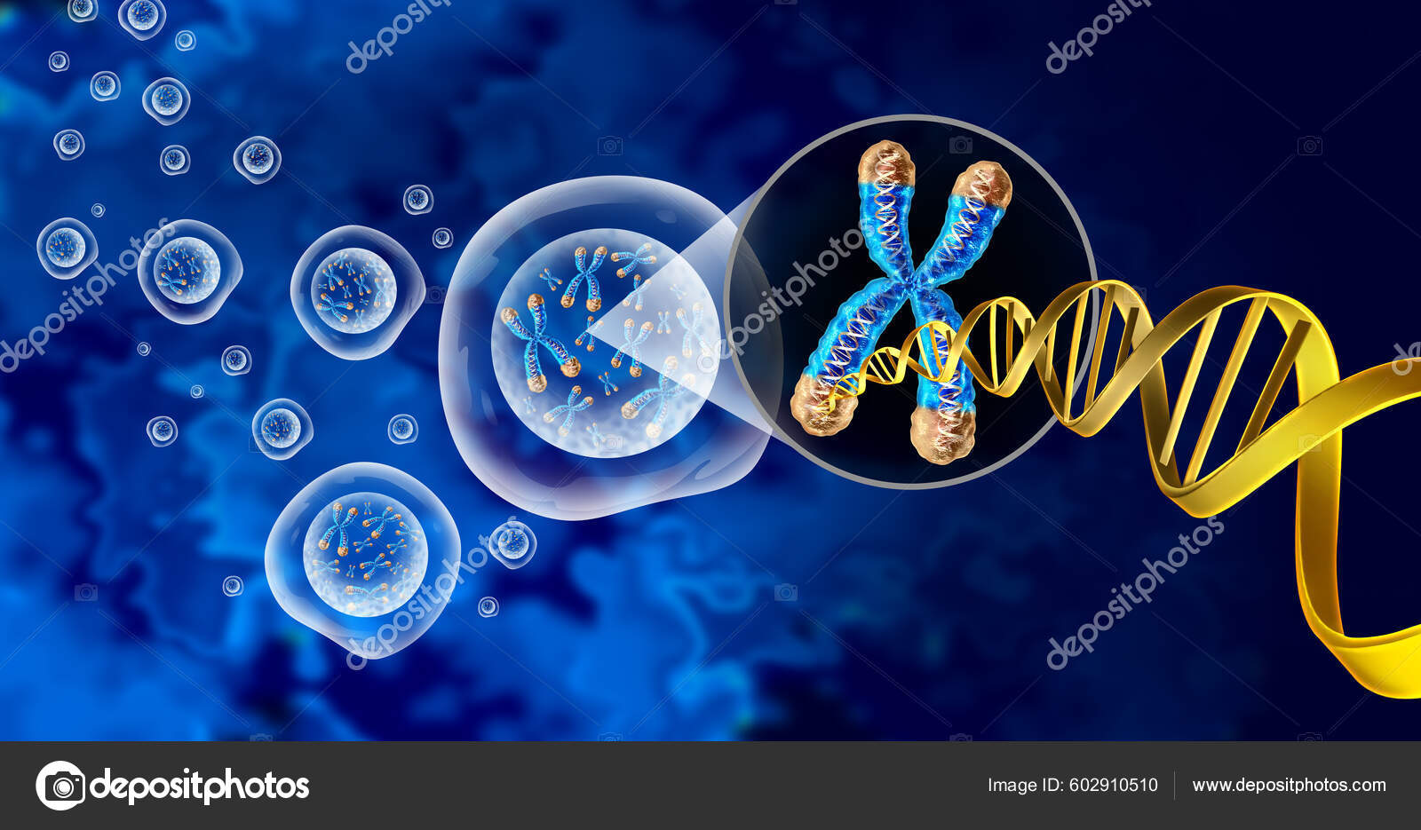 Chromosome Cell Nucleus Telomere Dna Concept Human Biology Structure ...