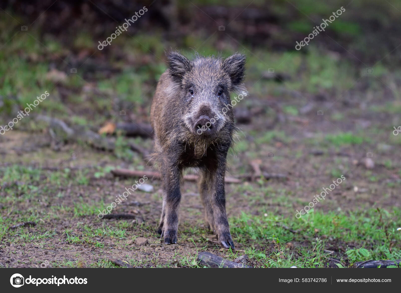 Wild Boar Piglet Stands Summer Forest Looks Attentively Lower Saxony ...