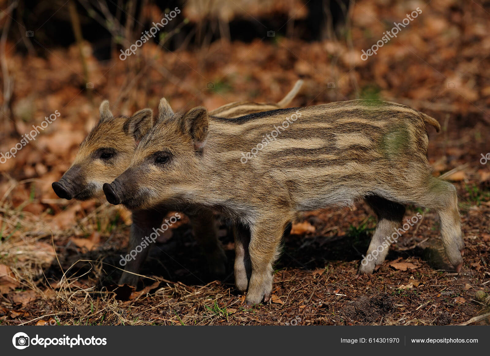 Wild Boar Piglets Forest Spring Sus Scrofa — Stock Photo © MM.images ...