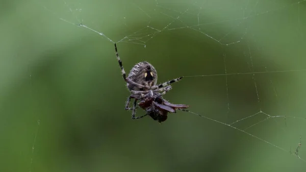 Large black spider weaving a web - Stock Image - Everypixel