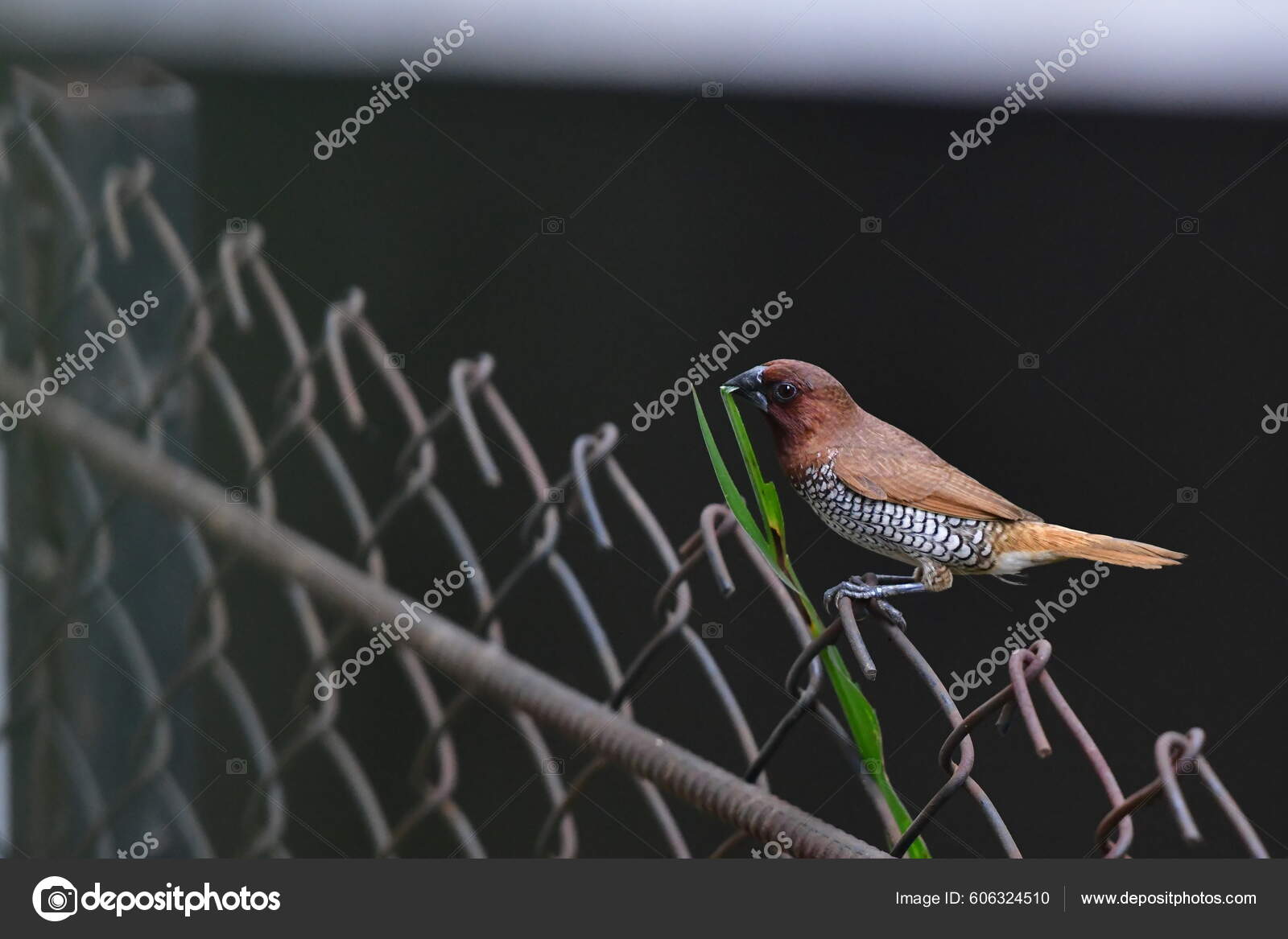 Scaly Breasted Munia Spotted Munia Bird Lonchura Punctulata Sitting ...