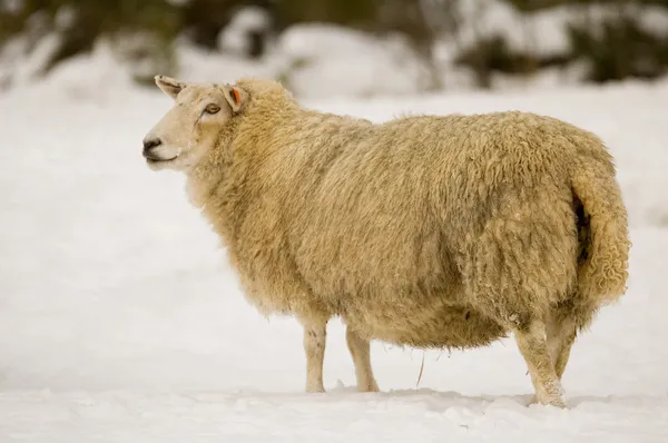 Siberian sheep Stock Photos, Royalty Free Siberian sheep Images ...