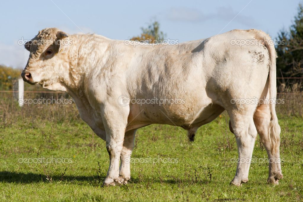Hungarian Gray Cattle