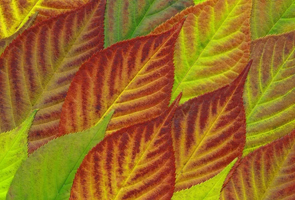 Roman leaves Stock Photos, Royalty Free Roman leaves Images | Depositphotos