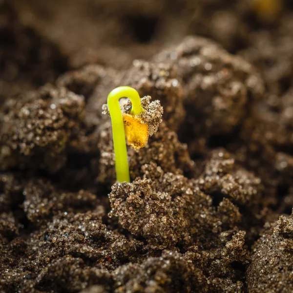 Green sprout growing from seed - Stock Image - Everypixel