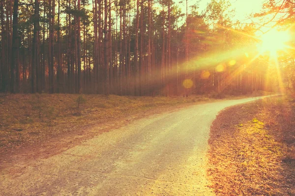 Forest road sunset sunbeams - Stock Image - Everypixel