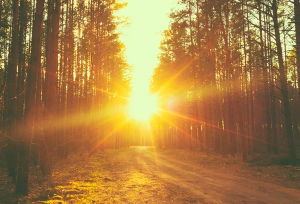 Forest road sunset sunbeams - Stock Image - Everypixel