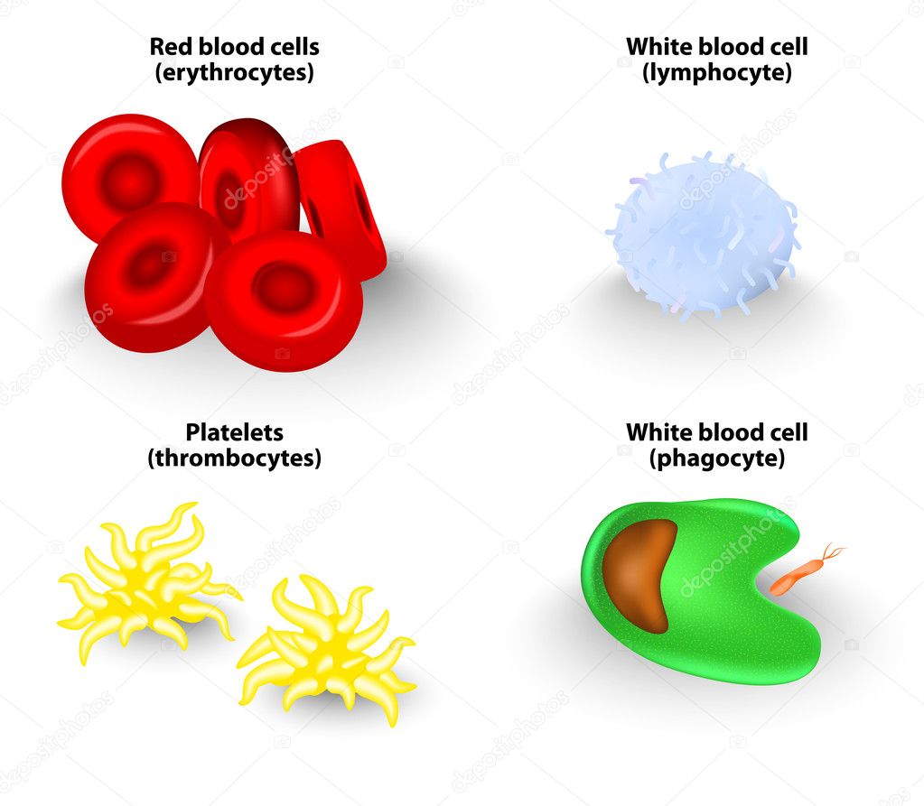 Blood cells. Vector — Stock Vector © edesignua #14428771